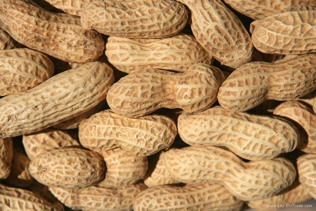 ICRISAT introduces new groundnut varieties in northern Ghana – Upper ...
