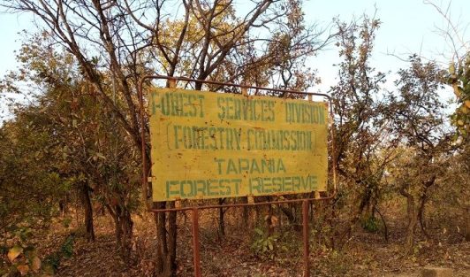 China’s lust for rosewood fuels logging in Ghana’s poorest region