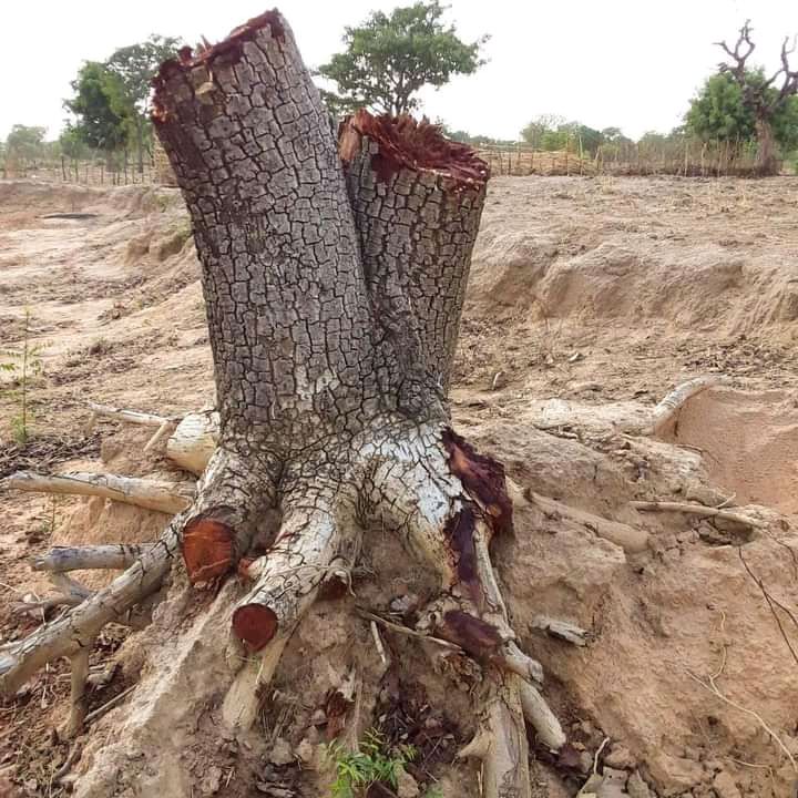 Defenceless, Massive Devastation of the Shea-Nut Tree in Upper West