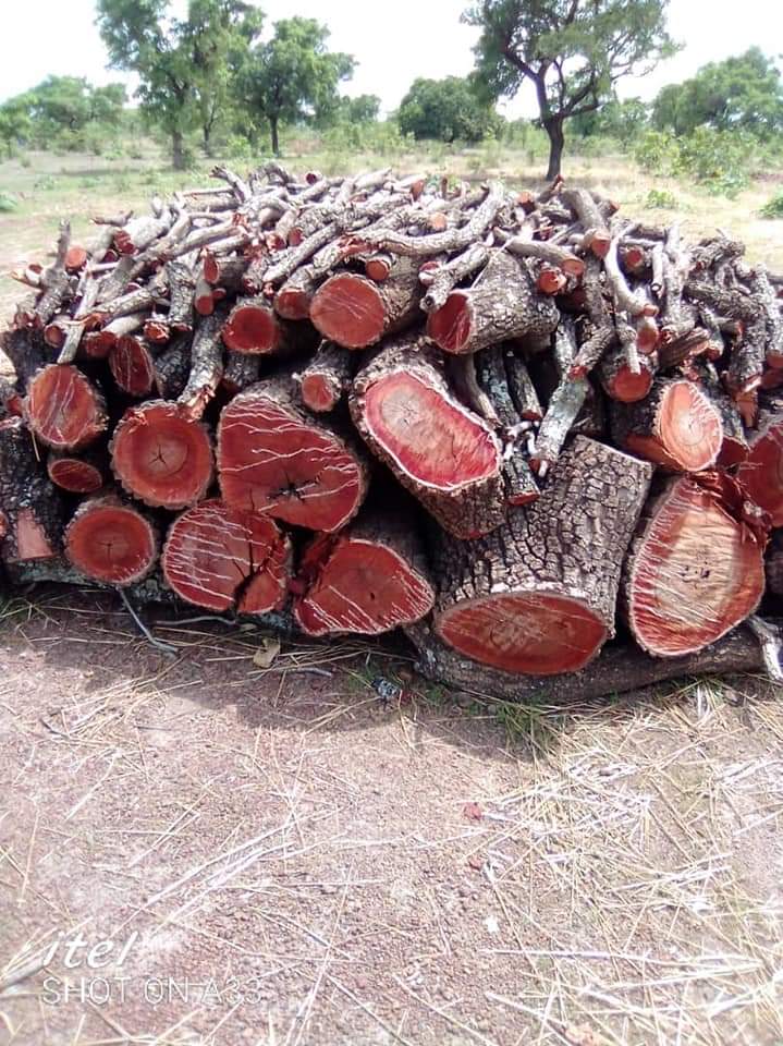 Upper West: Shea Tree Under Attack as Charcoal Business Boom – Upper ...