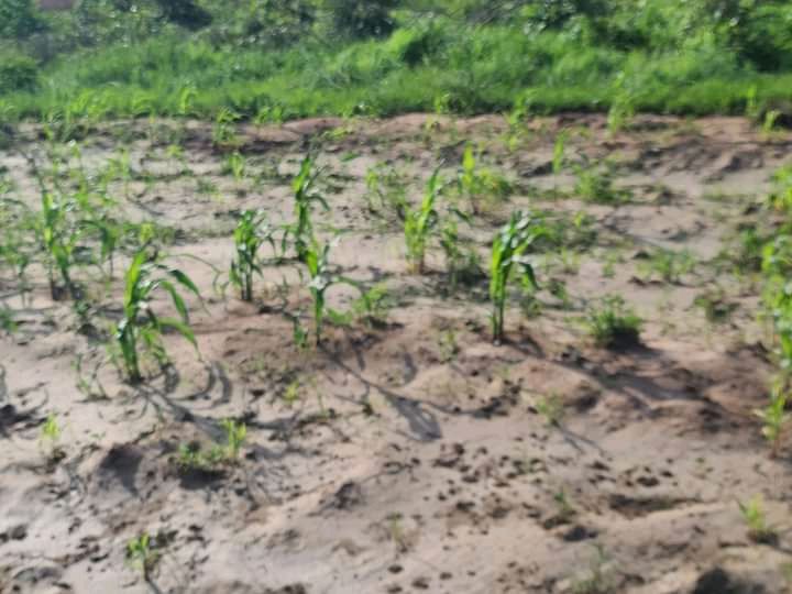 Sissala East: Shortage of fertilizer hits maize farmers
