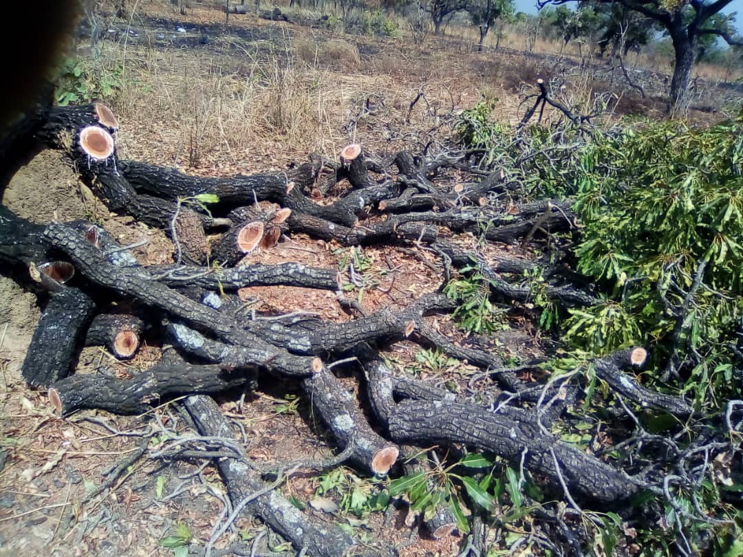 Jirapa: Chief Alarmed Over Unending Destruction of Shea Trees – Upper ...