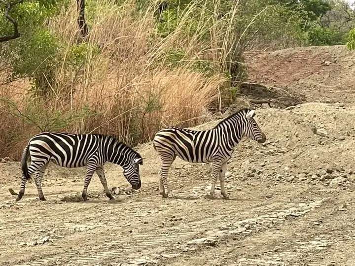 Jirapa: Lions Can Live Up to 10years, Zebra 35Years – Jirapa Dubai Diaries