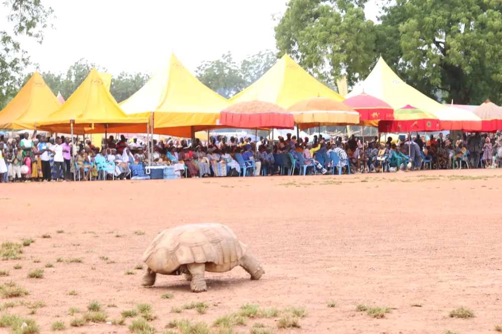 UW: The Celebrity & Dancing Tortoise Of Kobine Festival – Upper West Media
